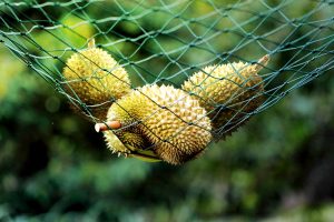 Durian Tourism | Asian Inspirations