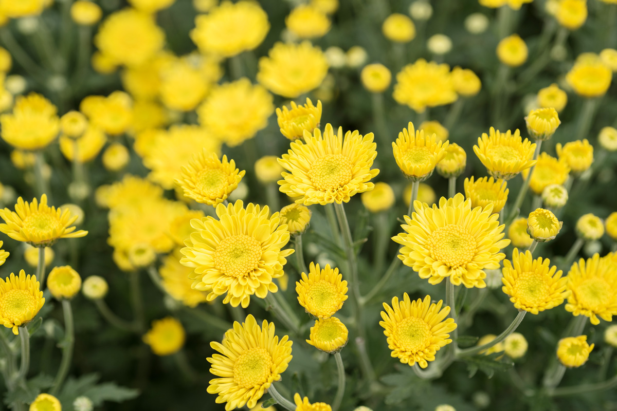 Edible Flowers | Asian Inspirations