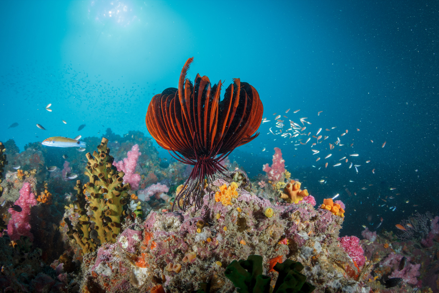 Australia’s Weirdest Sea Creatures | Asian Inspirations