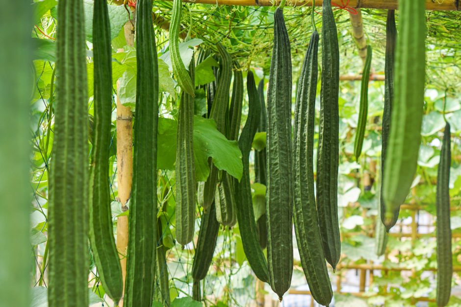 Asian Fruits and Vegetables | Asian Inspirations