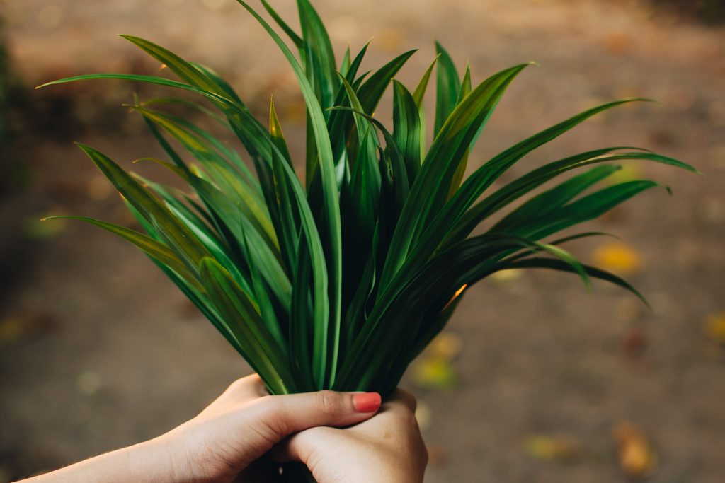 For the Love of Pandan | Asian Inspirations