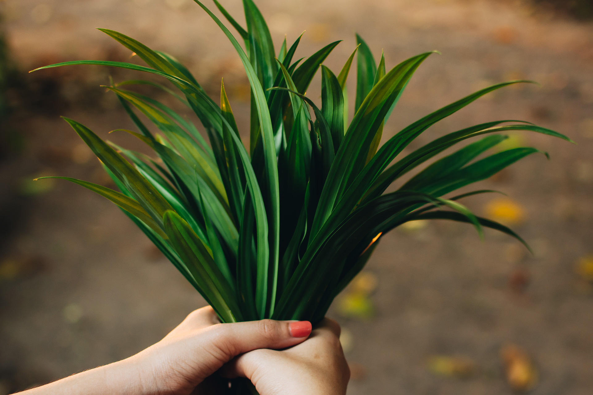 For the Love of Pandan | Asian Inspirations