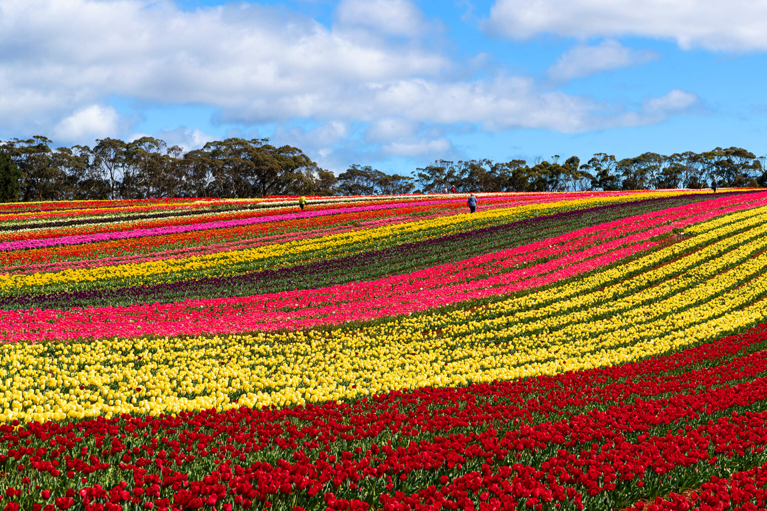 Experiences | Asian Inspirations