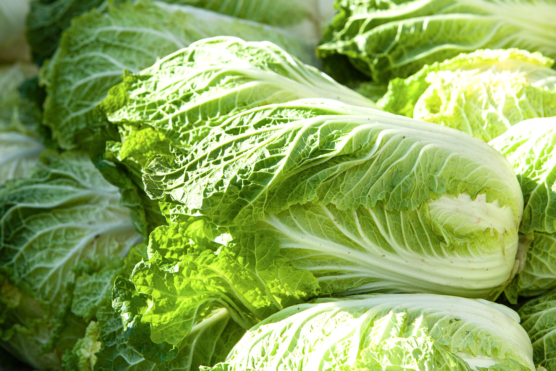 The Mystery of Coconut Migration | Asian Inspirations